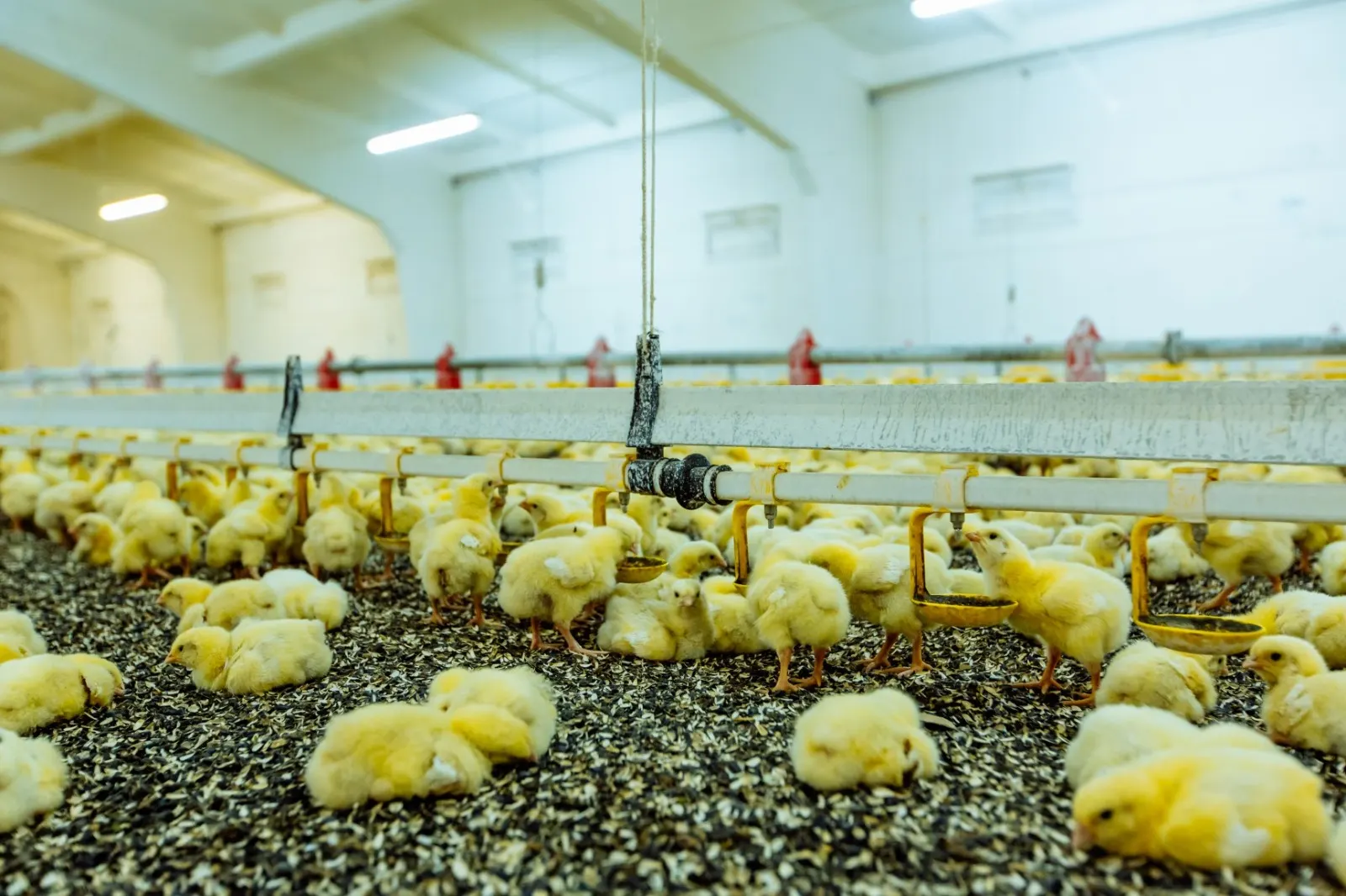 Deep Litter System In Poultry: Advantages & Disadvantages