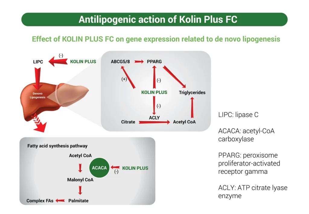 KOLIN PLUS - Natural Choline For Poultry & Swine